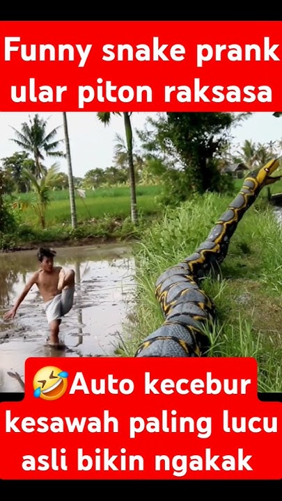 Funny snake prank ular piton raksasa paling lucu🤣#shorts #prank #funny ...