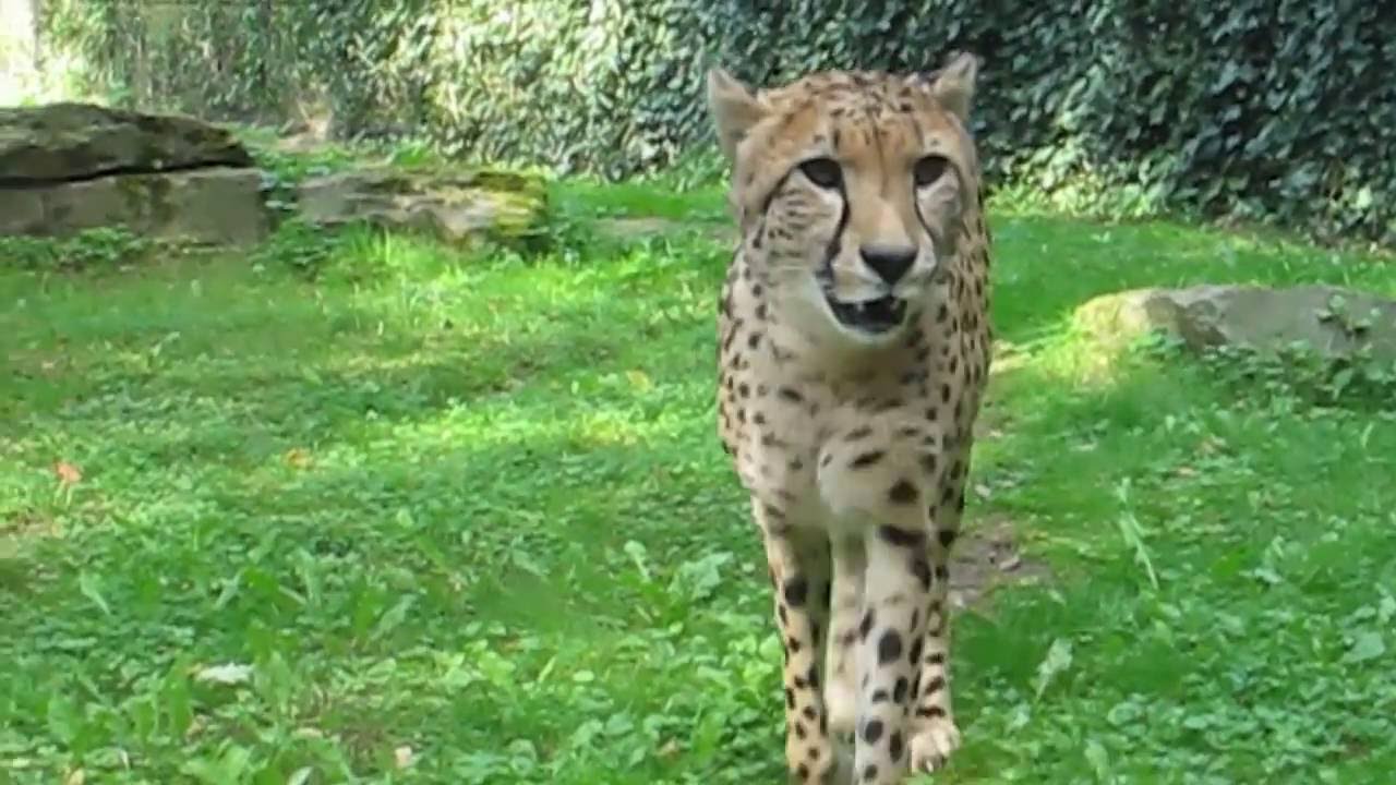 Planckendael 11 september 2015 Cheetah's Jachtluipaarden - YouTube