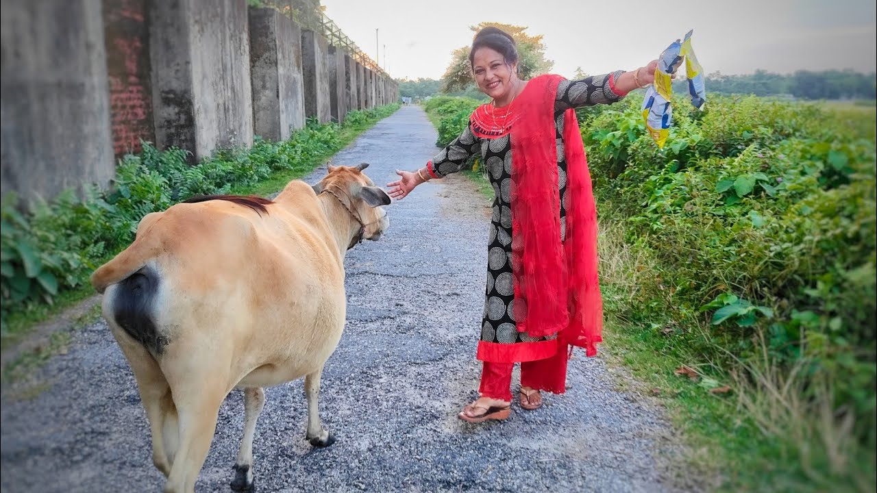 কত দূরে গেছে গরু কি খেতে দিতে || cow video || Jaya Ghosh ️ ️ - YouTube