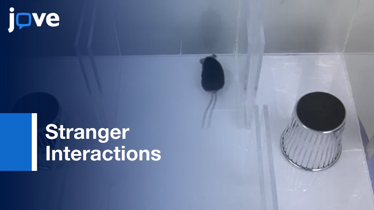 Social Behaviors And Stranger Interaction - YouTube