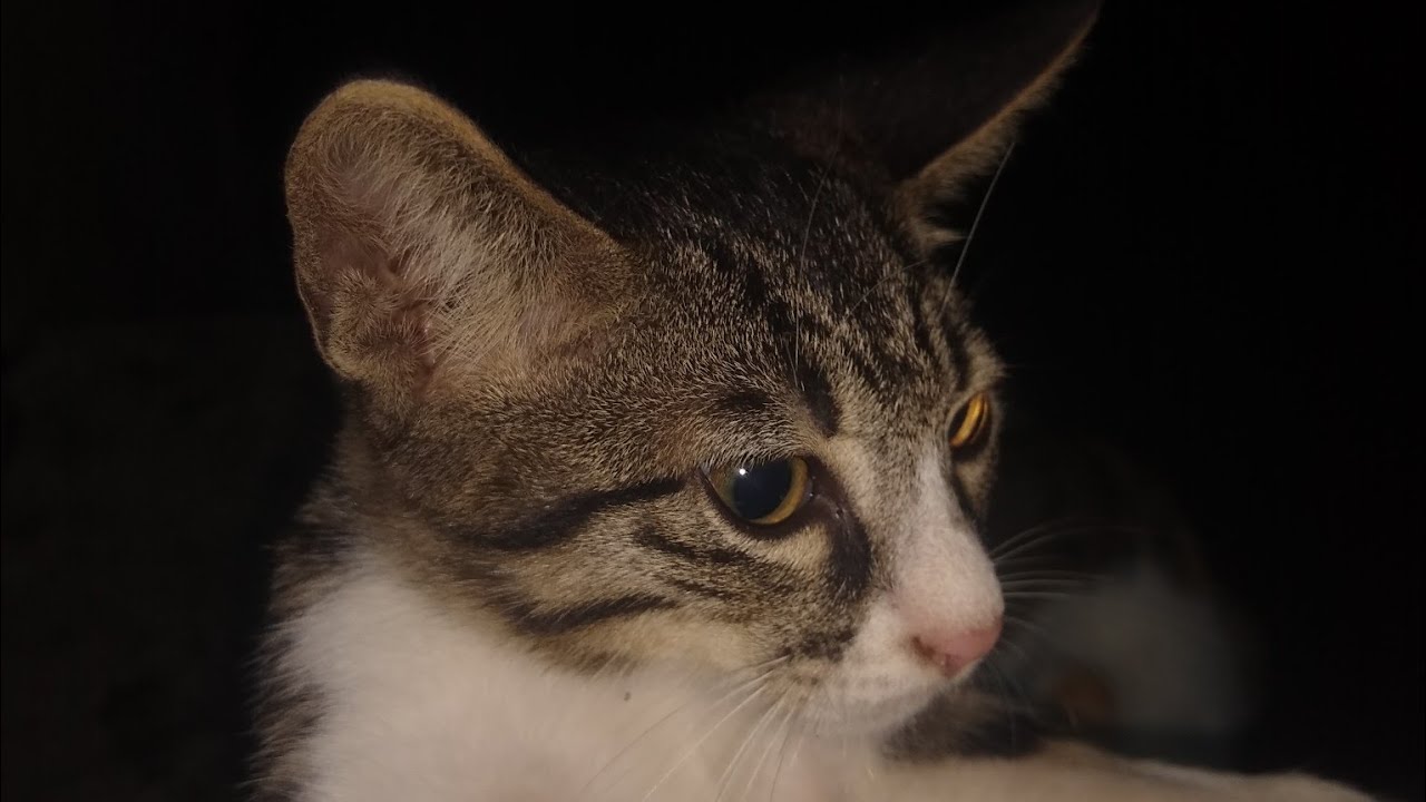 Cat ka face reveal kardia ️ ️ - YouTube