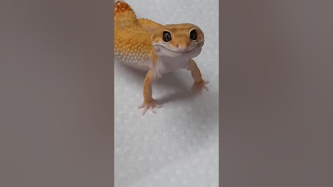 Is Gecko Lizard Poisonous Dumbfound interestingfacts amazingfacts viral shorts facts is-gecko-lizard-poisonous-dumbfound-interestingfacts-amazingfacts-viral-shorts-facts
