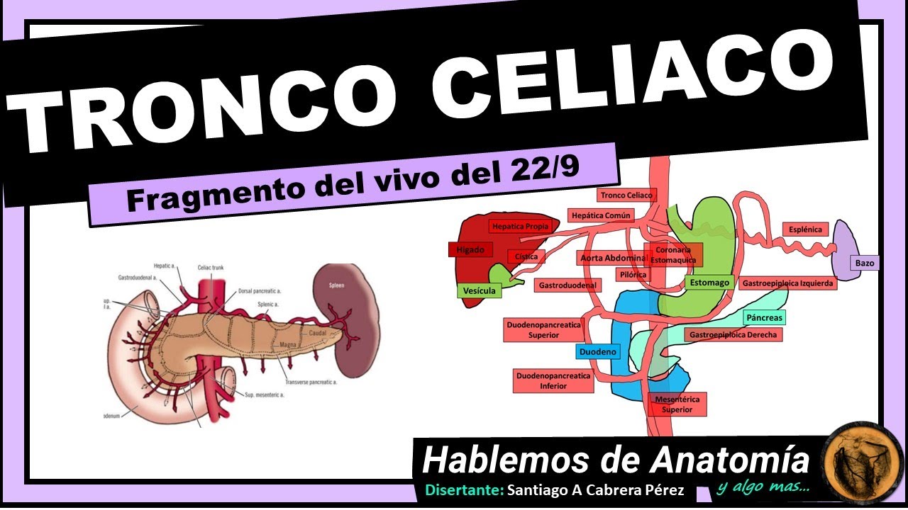 Anatomía Del Eje Celíaco Resumen: Pedaços De Libros | Anatomía