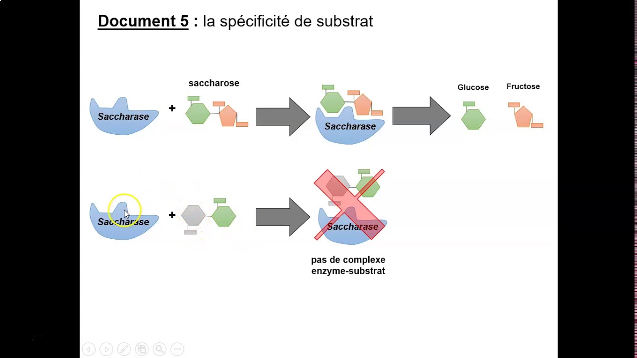 1ère spé SVT - chap 5 - partie 4 - double spécificité des enzymes - YouTube