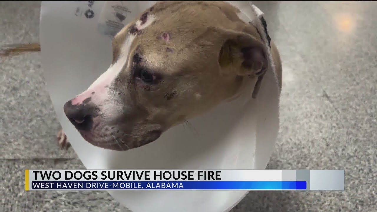 1 dog dead, 2 on the road to recovery after house fire - YouTube