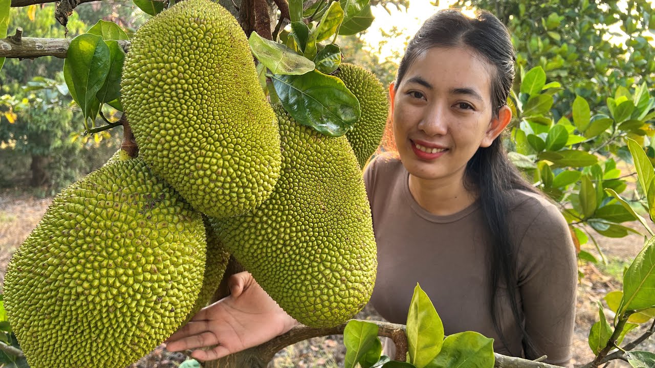 Jackfruit Natural fruit at my countryside - YouTube