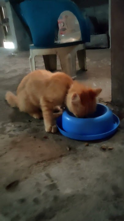 Kucing kurus minta makan - YouTube