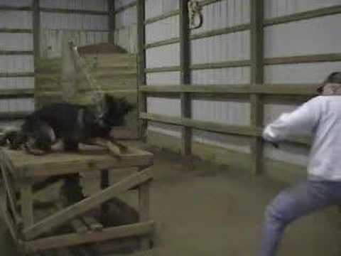 K9 Table Training - YouTube