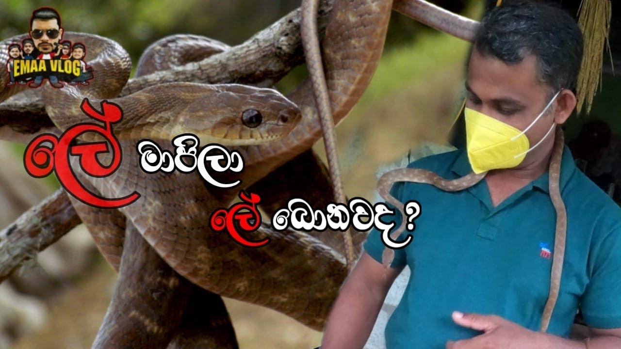 snake guardian | ලේ මාපිලාගේ හරි විස්තරේ | EMAA VLOG #9 - YouTube