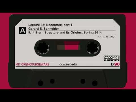 35. Neocortex, part 1