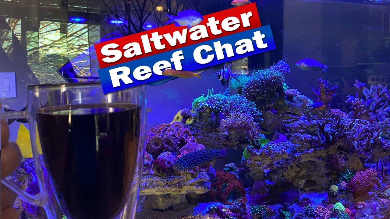 Saltwater Aquarium Reef Chat - YouTube