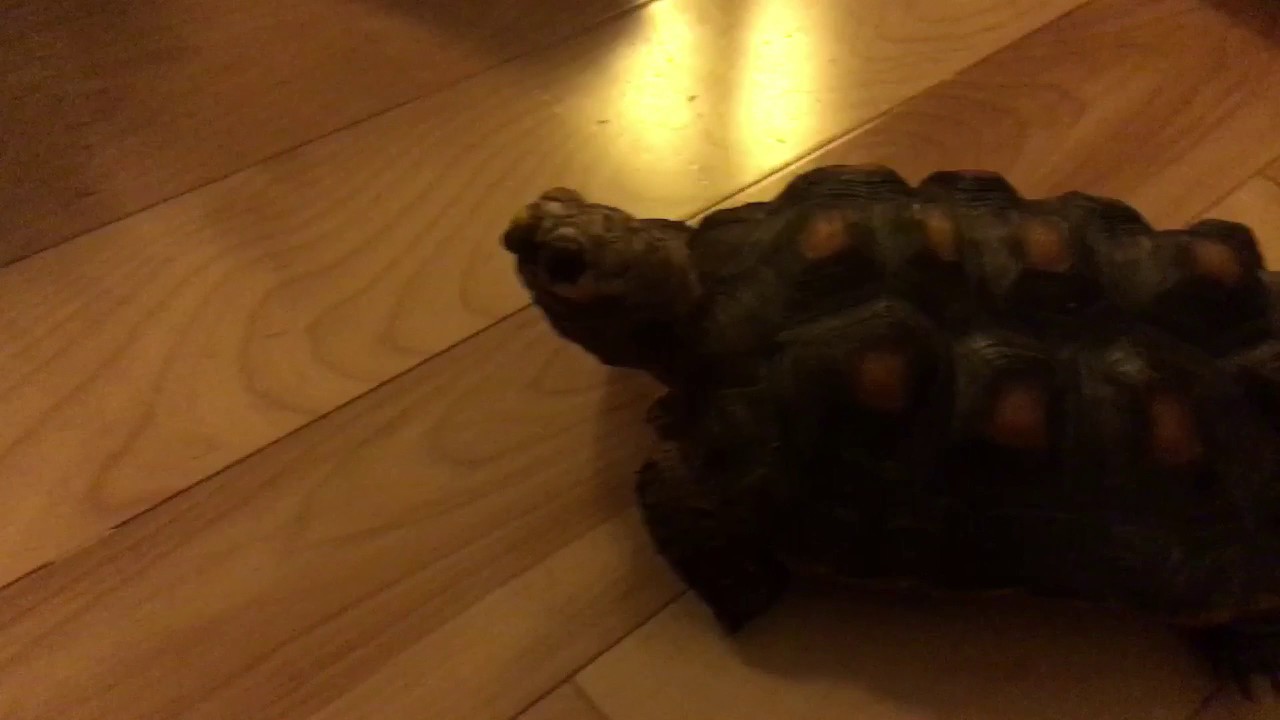 Redfoot tortoise fun time (tortoise farts) - YouTube