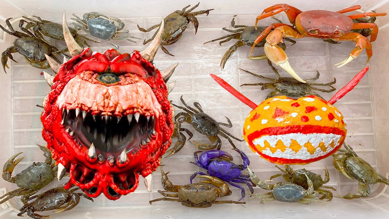 Kem Ốc Chanel giải cứu các con vật: con cua, ốc mượn hồn, con mèo, con ...