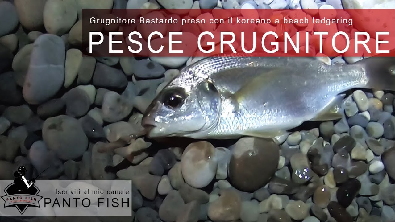 Grugnitore Bastardo con minitrave e Koreano putrefatto - YouTube