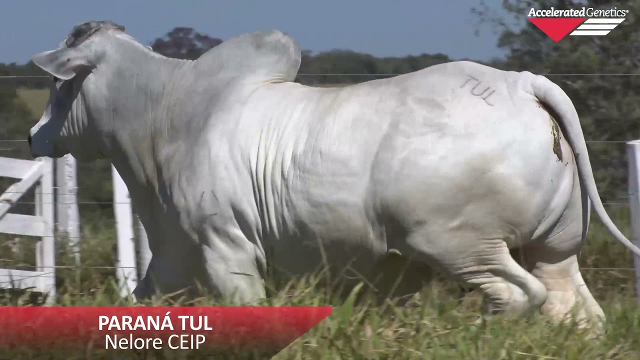 PARANÁ (Nelore Ceip Accelerated Genetics) - YouTube