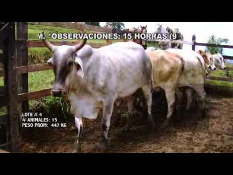 Remate 28 de Junio Lote 4: Vacas horras de Vereda El Zancudo tvgan.com ...