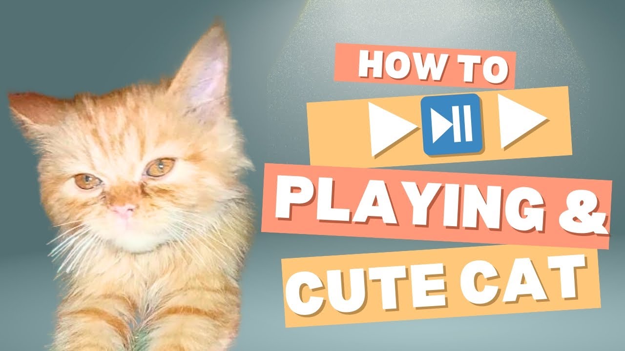 Ultimate Guide: How to Play with Your Cat | Cute & Fun Tips for Happy ...