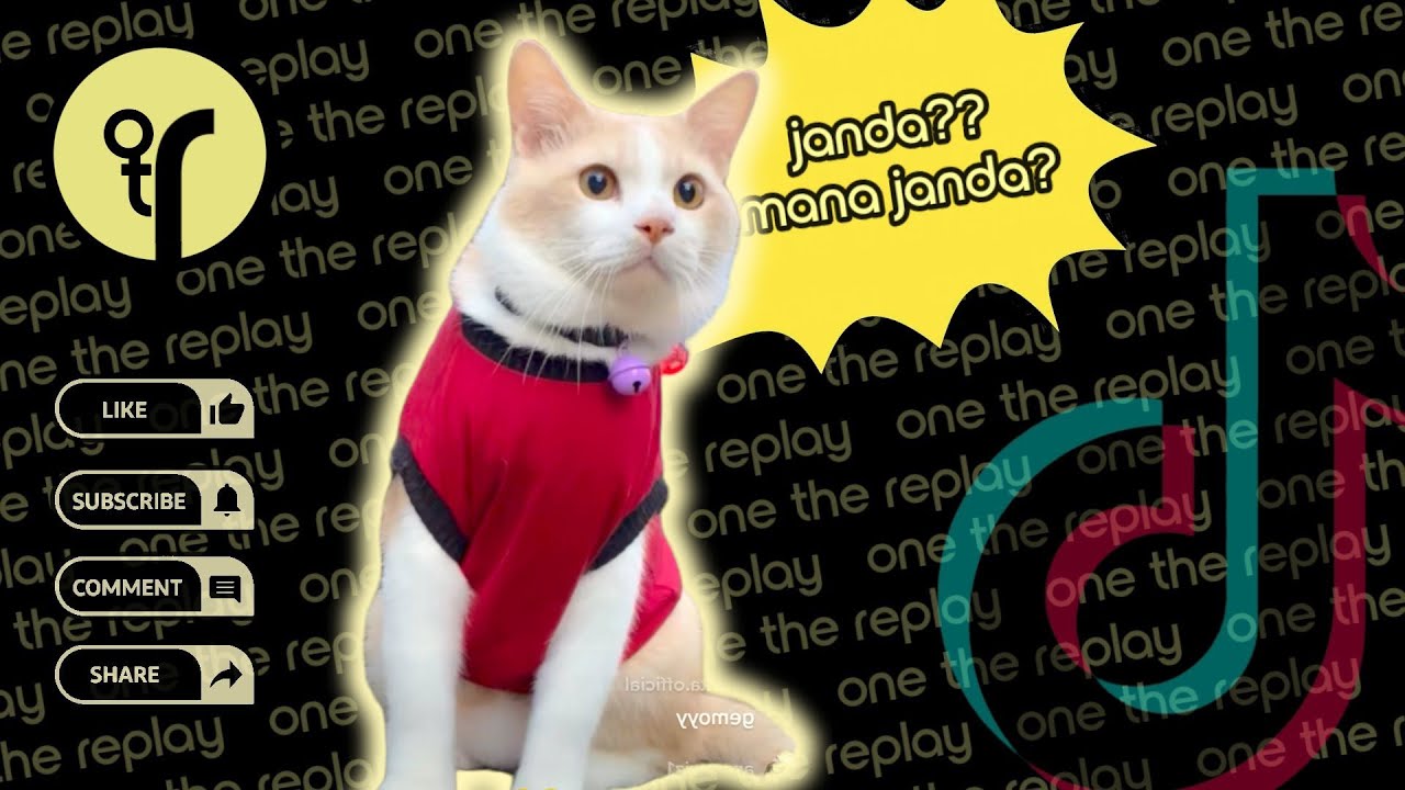 KUCING VIRAL TIKTOK 😻 KUCING PINTAR DAN LUCU INI BERNAMA PORORO - YouTube