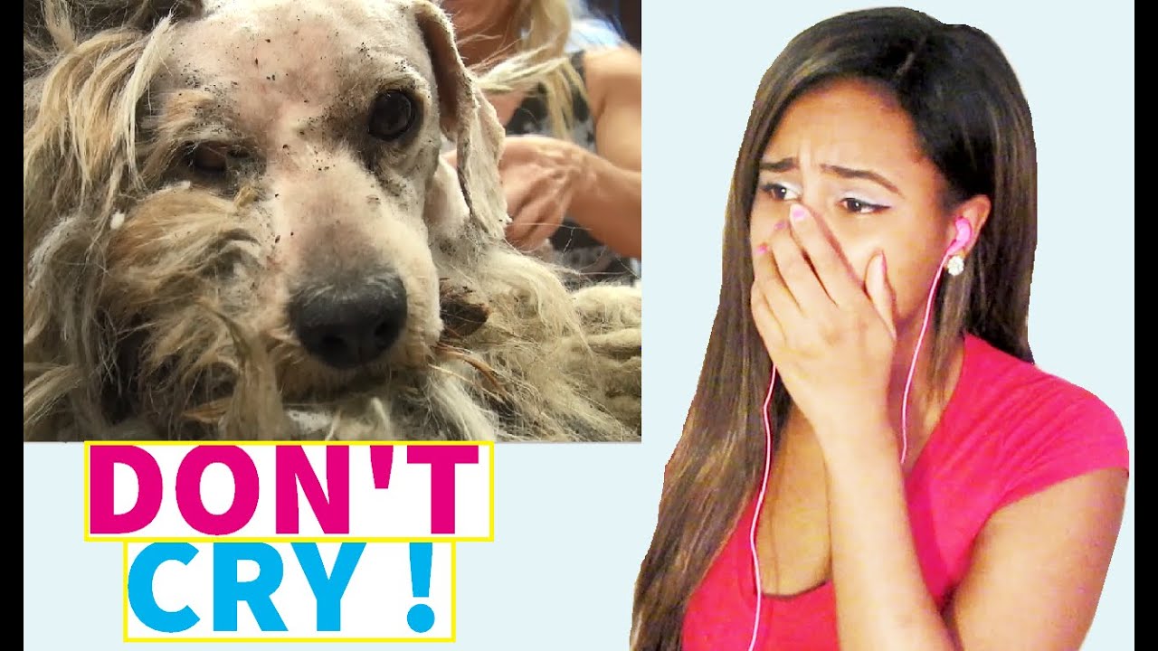 Try Not To Cry: Dog Homeless his whole life... WATCH what happens next ...