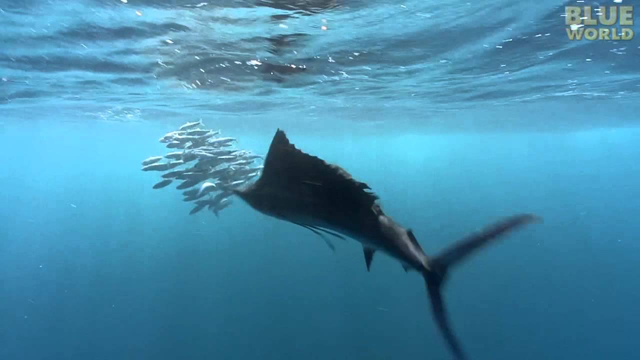 Sailfish Eating