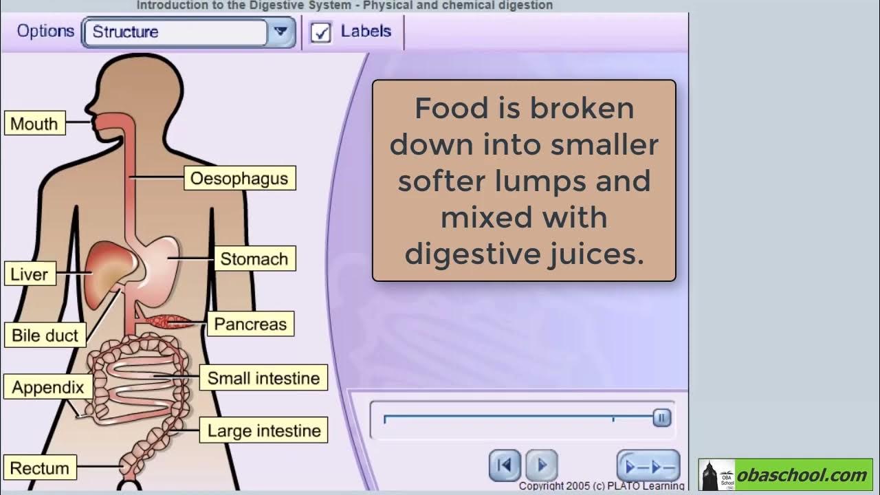 GCSE Biology Revision-Organisation and the Digestive System-The Human ...
