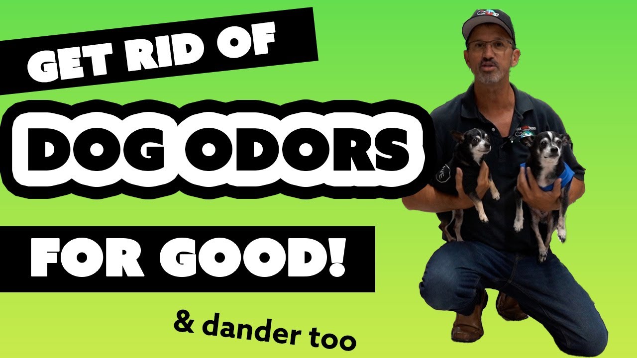 100% Guarantee: Best Way To Remove Pet Odor | Dog Dander - YouTube