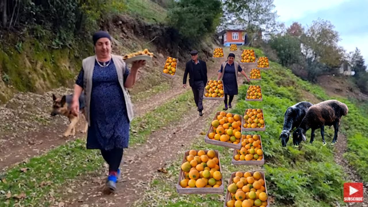 Gathering mandarin fruits in the mountains of Azerbaijan and prepared ...