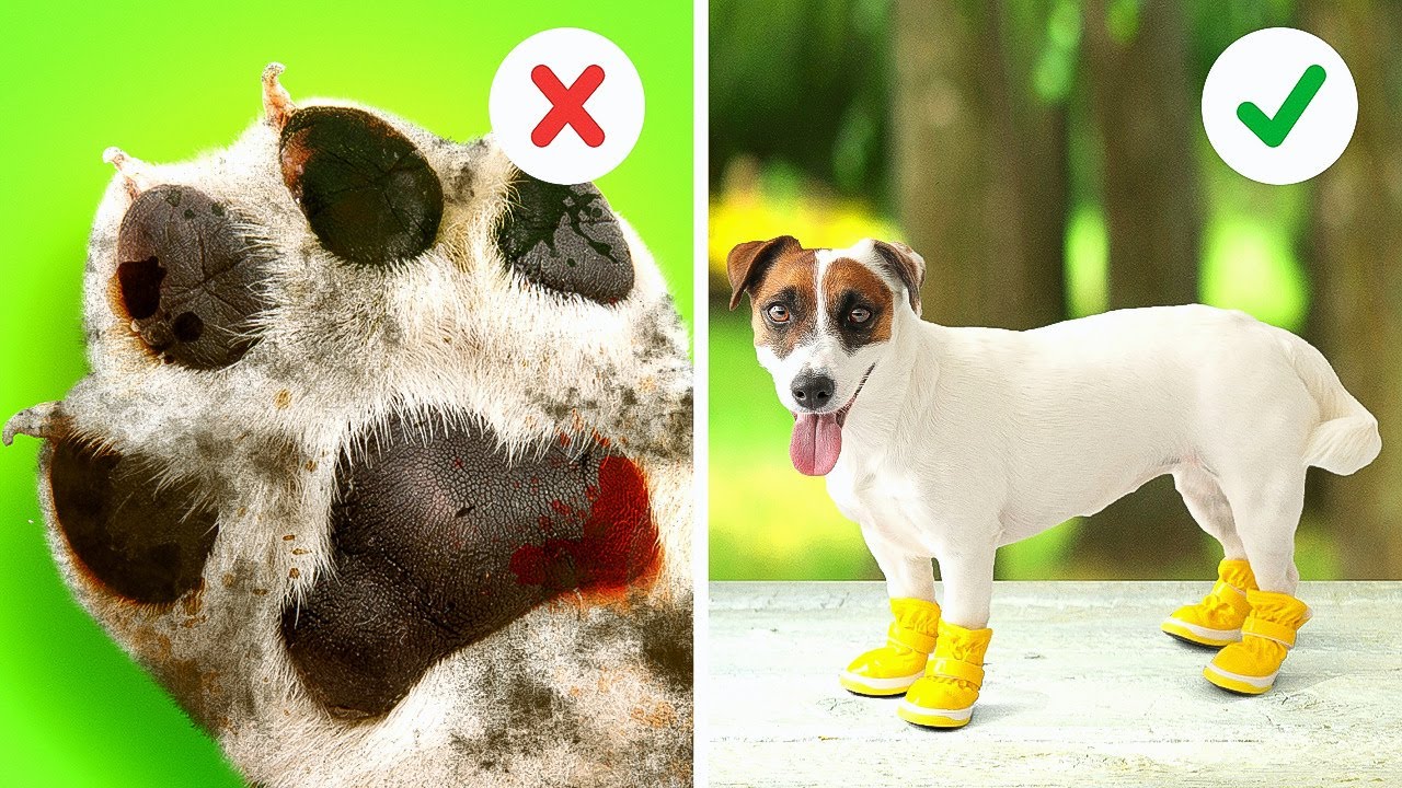 Genius Gadgets And Amazing Hacks For Smart Pet Owners - YouTube