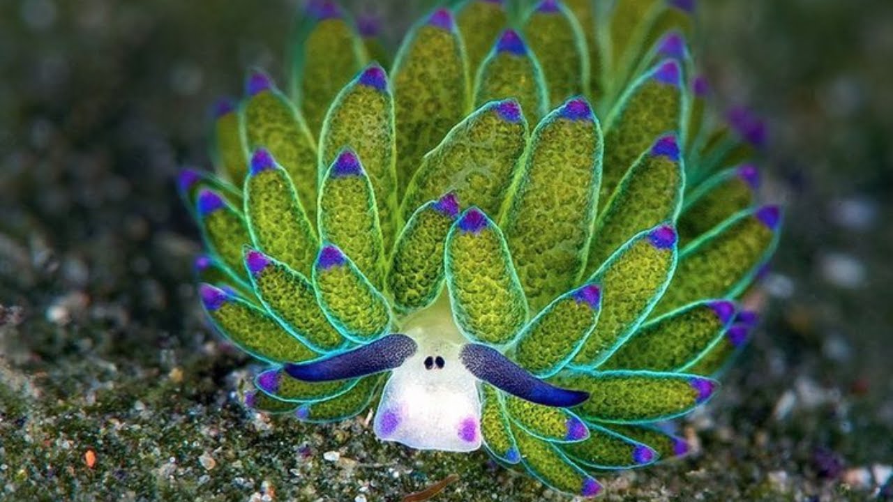 The Information About Leaf Sheep | - YouTube