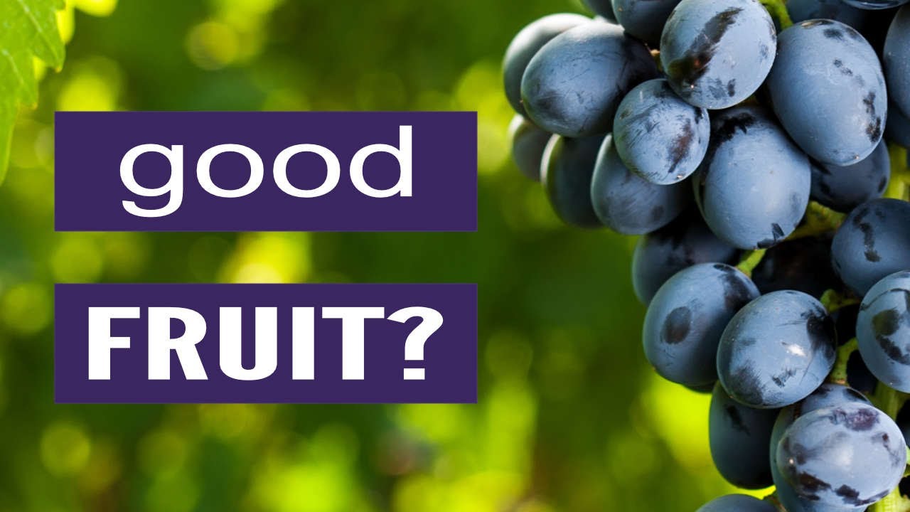 Bearing Fruit How Do We Bear Fruit For The Kingdom Bible Study