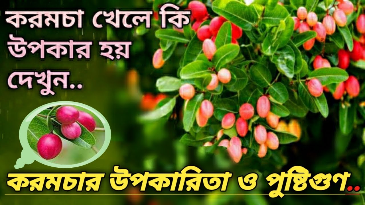 করমচা ফলের কিছু উপকারিতা জানুন || Some benefits of koromcha fruit ...