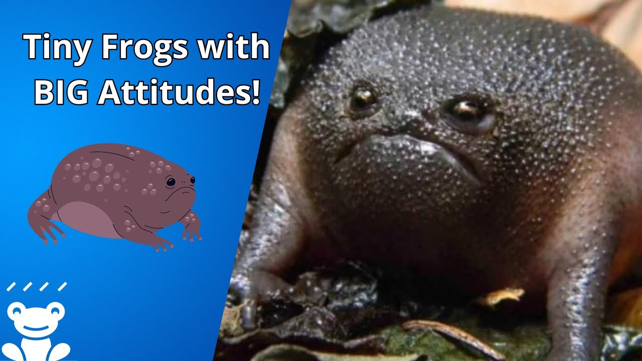 Meet the Grumpy Rain Frogs: Nature’s Adorable Puffers! 🐸 - YouTube