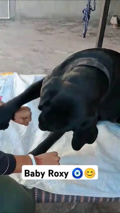 Baby Roxy 😊 || labrador || labra roxy || #youtubeshorts #trending - YouTube