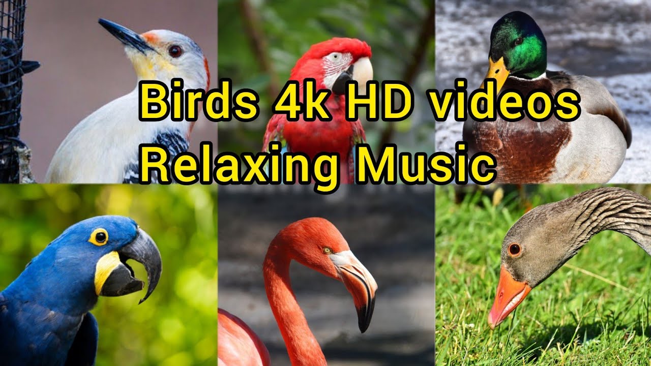 Beautiful Birds 4K HD videos Relaxing Music (Nature Lover) - YouTube