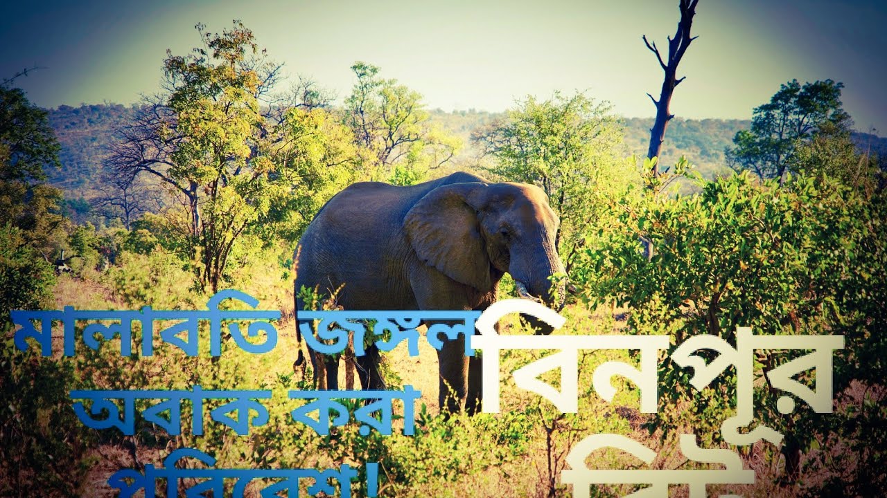 বিনপুর সংলগ্ন বিশাল শাল জঙ্গল। মালাবতির জঙ্গল binpur. NATURE of ...