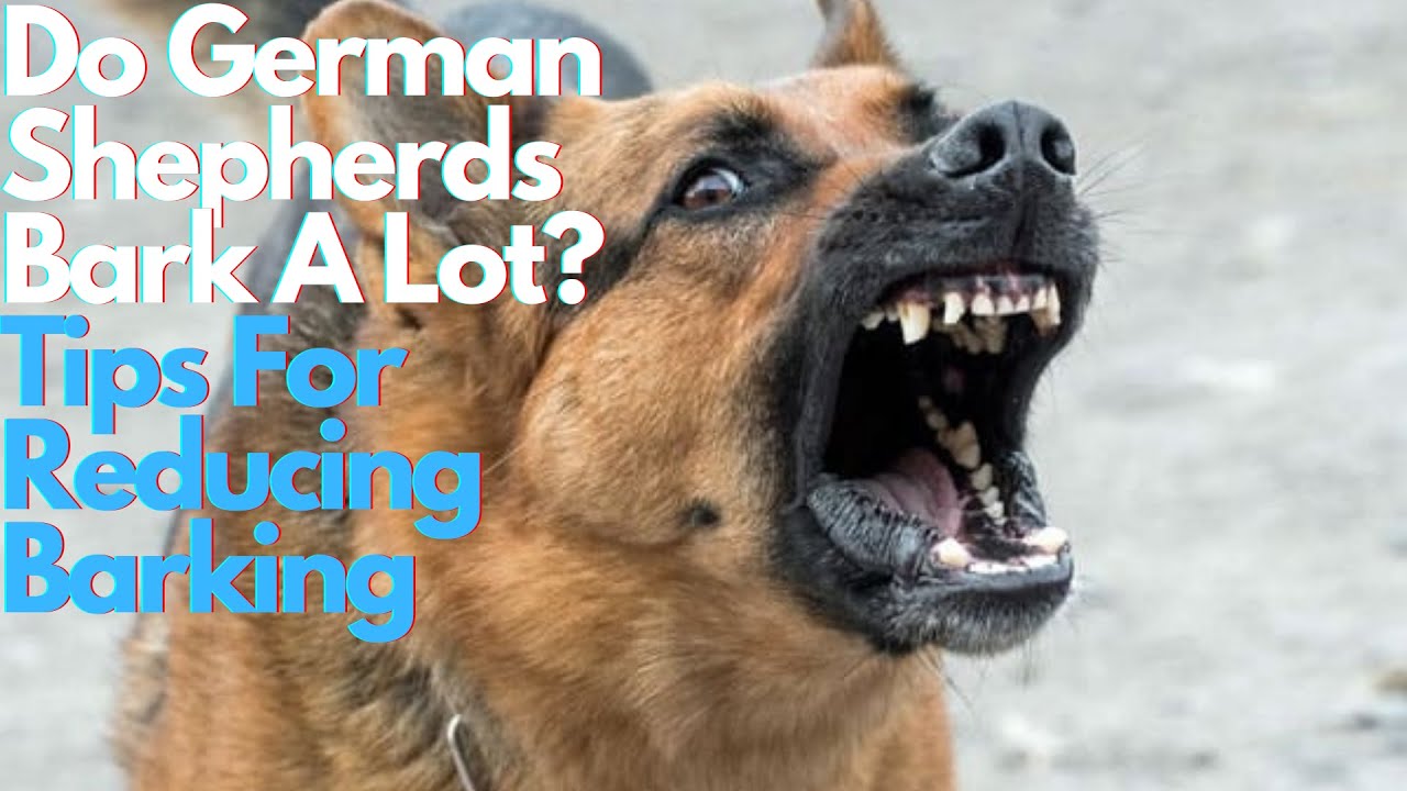 German Shepherd Barking - YouTube