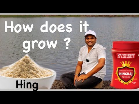 Asafoetida : How does it grow ? हींग कैसे बनती है || Farming Engineer ...