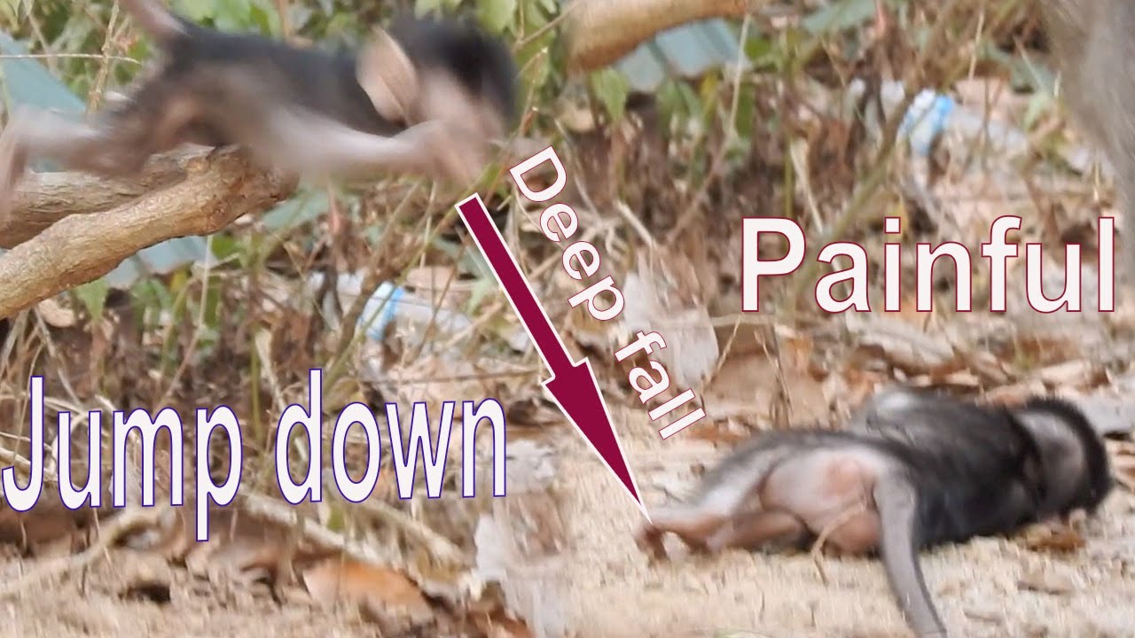 Pity..baby Toyota painful on body, Toyota deep fall down when jump to ...