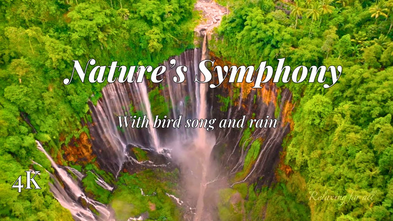 🟢 Nature’s Symphony: Rainforest with Soothing Rain Sounds and Birdsong ...