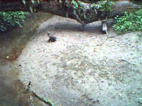 Buzzard Kill. - YouTube