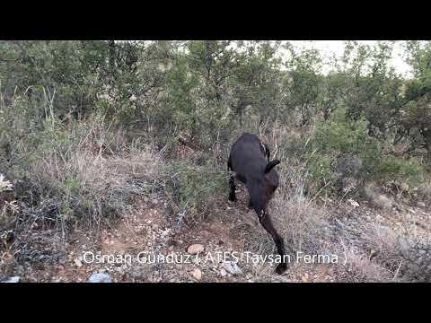 Tavşan Ferma, karavana أرنب فيرما ، إلى المقطورة  Rabbit Ferma,to the trailer Кролик Ферма,в трейлер