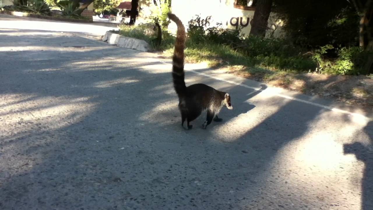 Coati en Chipinque - YouTube
