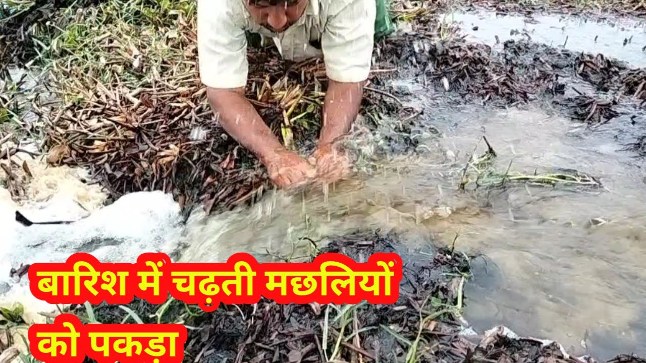 बारिश में चढ़ती मछलियों को पकड़ने का वीडियो || catching fish jumping in ...