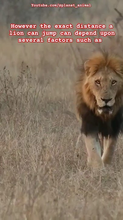 🦁🦁How far a lion can jump and the factors determining it | King of the ...