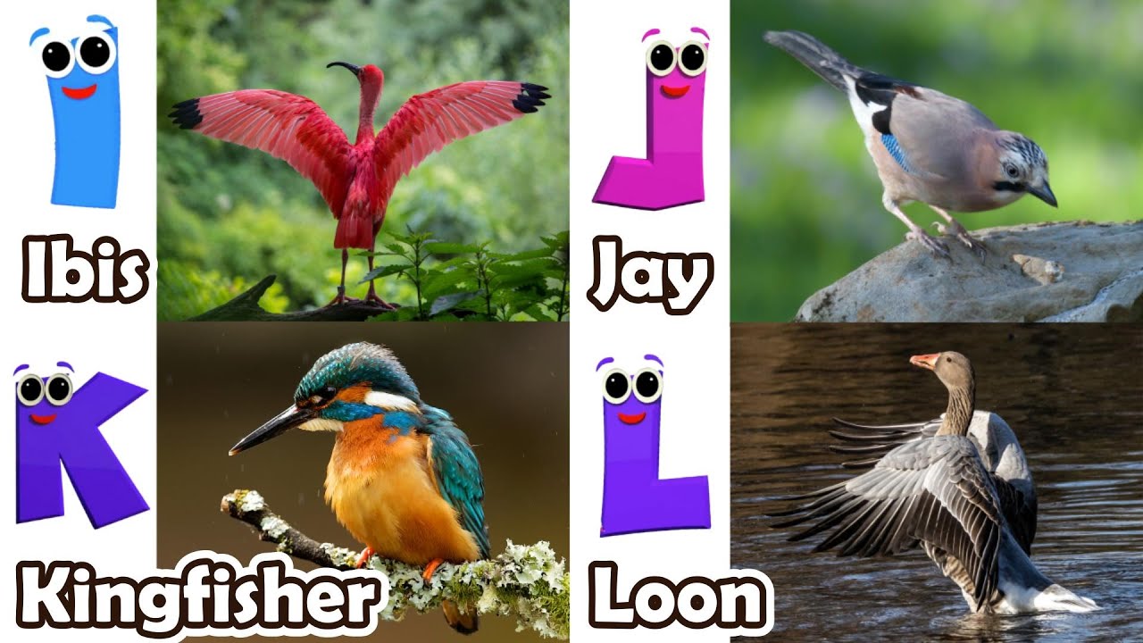 Birds ABC Song | Birds Alphabet Song for Kids | Alphabet Letters ...