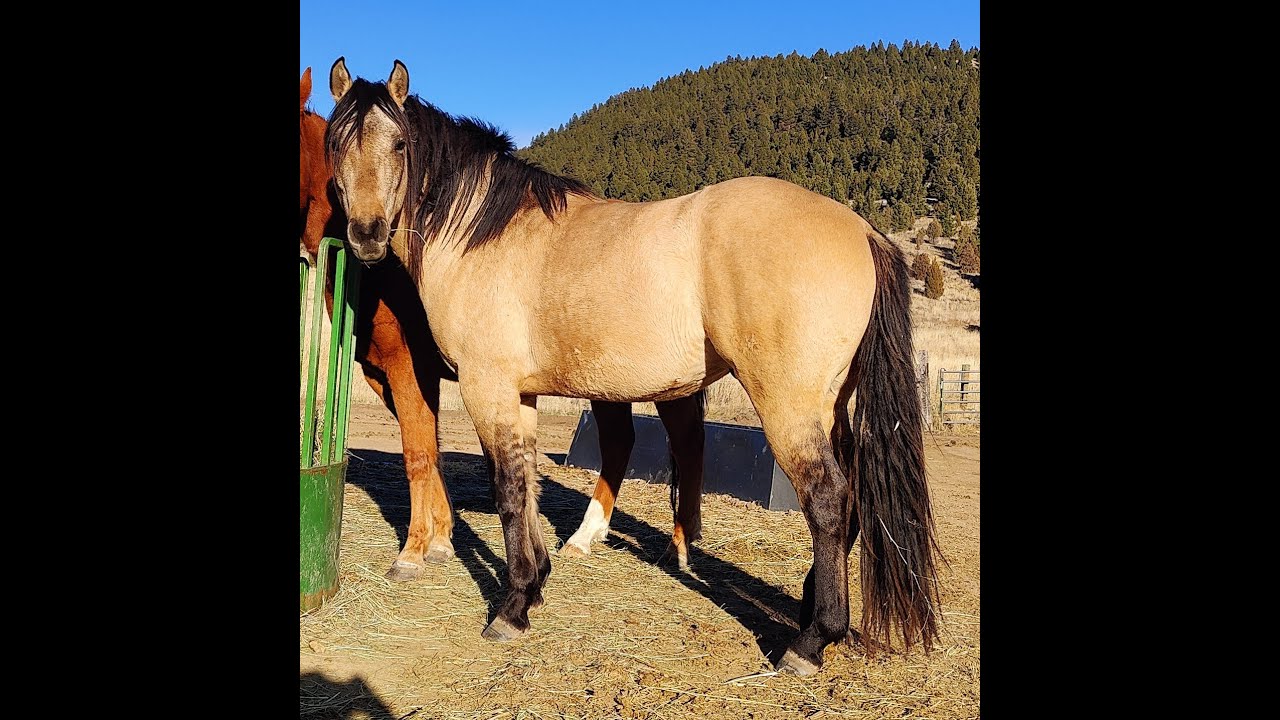 Docs Peppy Concord Breeding Fee Info - YouTube