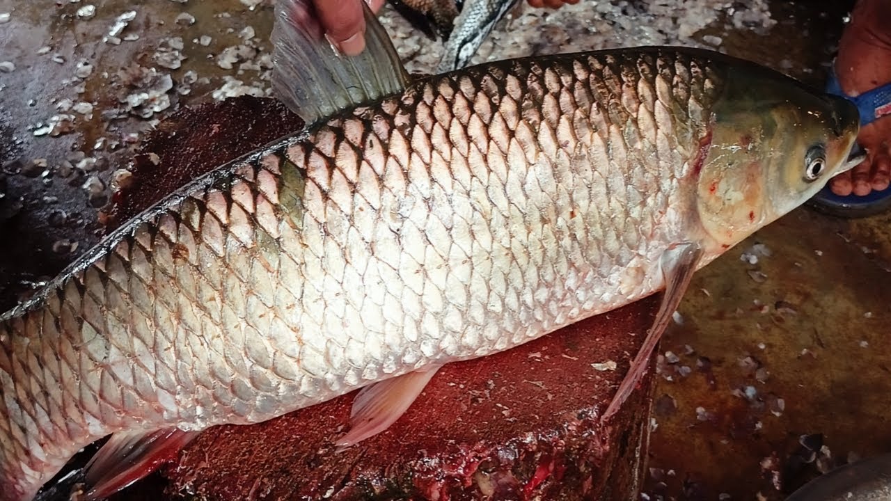 Amazing Cutting Skills II Fresh Grass Carp Fish Cutting By Expert Saver ...