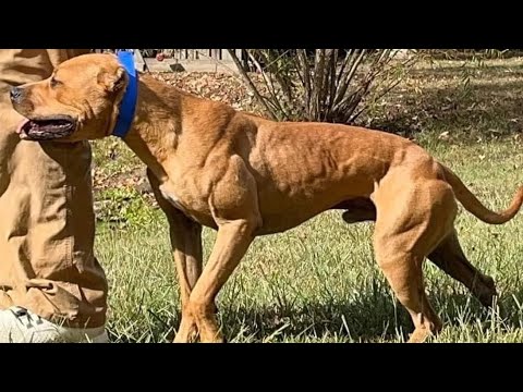 Pure Sorrells pups off Jack-Knife x Miss Bull - YouTube