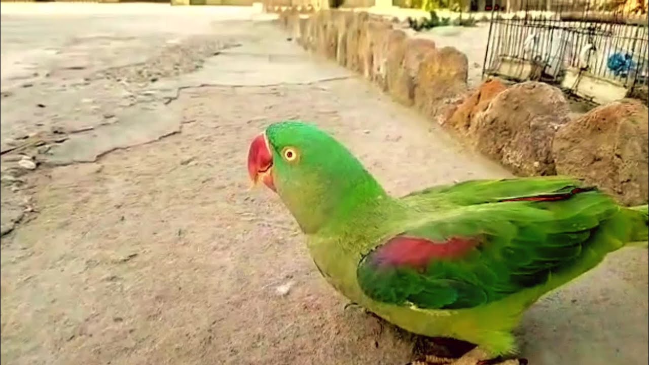Alexandrine Parakeet Parrot with Natural Sounds - Kashmiri Raw Parrot ...