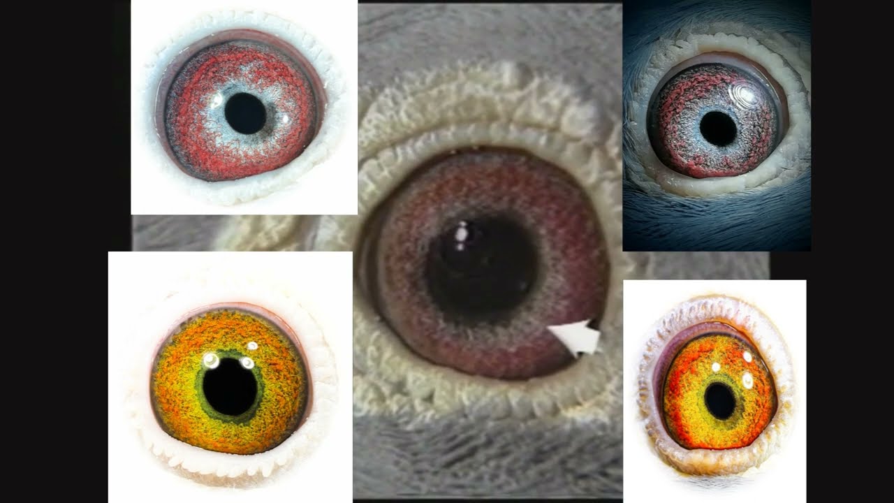 the best eyesign video ever learn what to look for - YouTube